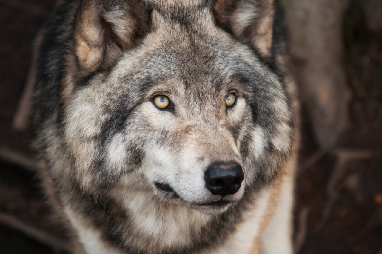 Wat is de Grijze Wolvengroet en waarom is het belangrijk voor Turken ...